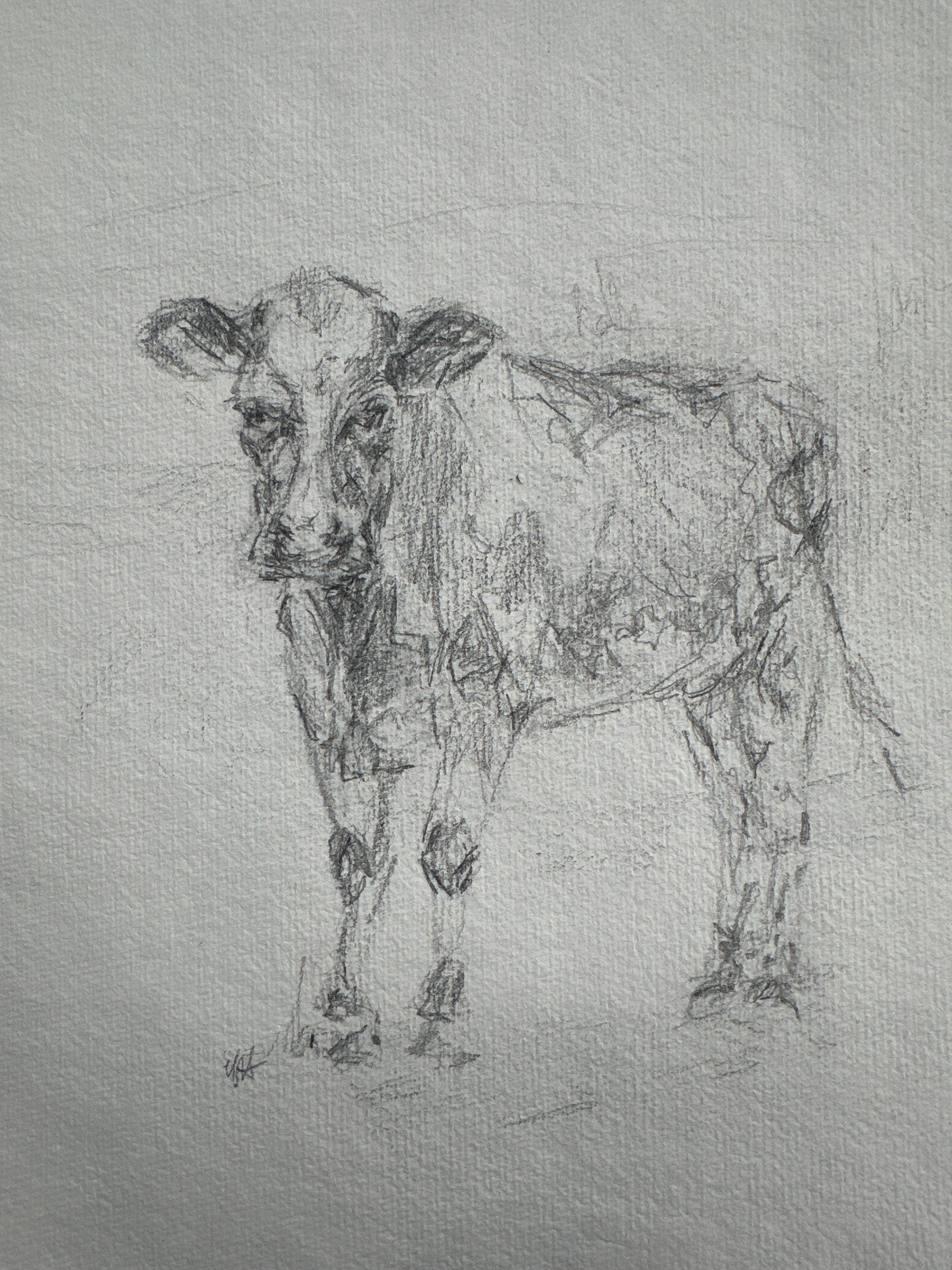 Original Cow Pencil Drawing Fine Art 8x11 - Etsy