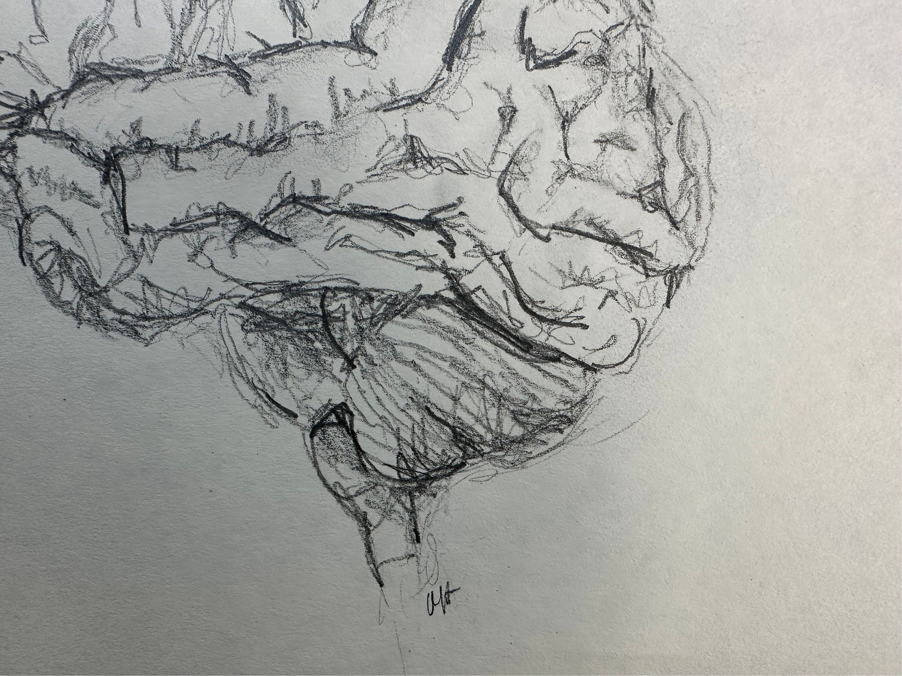 Original Brain Pencil Drawing, Fine Art, Medical Art, Brain Sketch ...