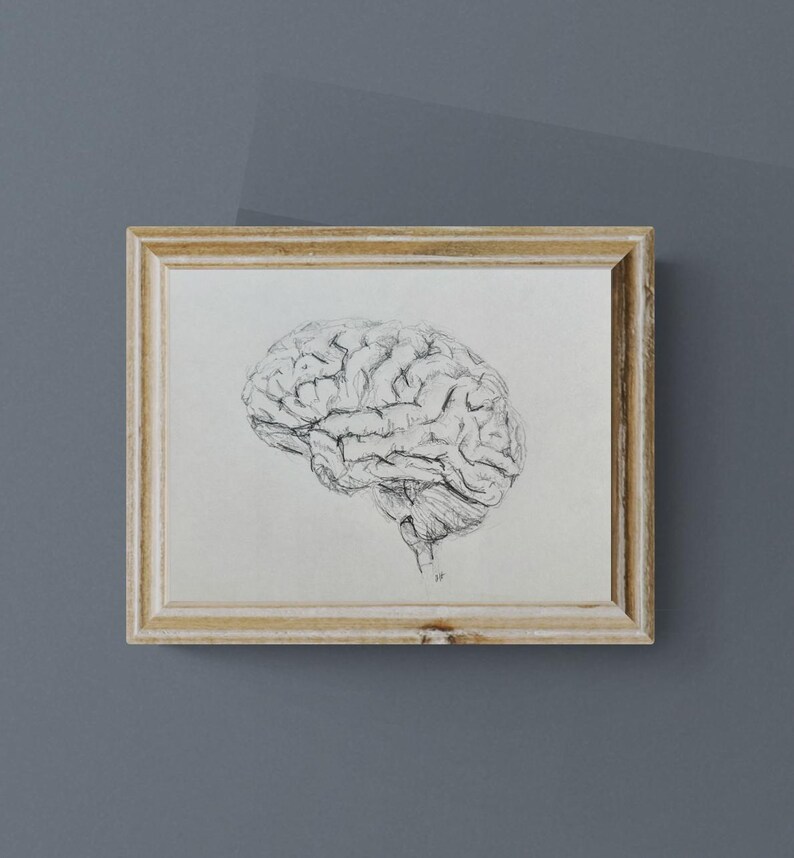 Original Brain Pencil Drawing, Fine Art, Medical Art, Brain Sketch ...