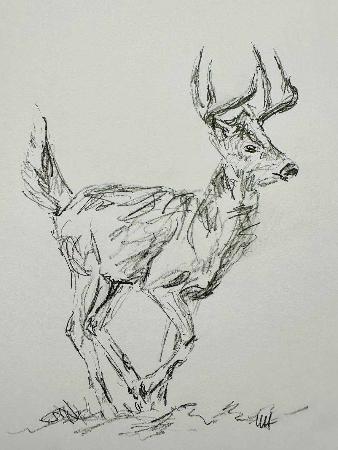 Original Pencil Drawing of Deer, Fine Art, Deer Print, Minimalist Wall ...