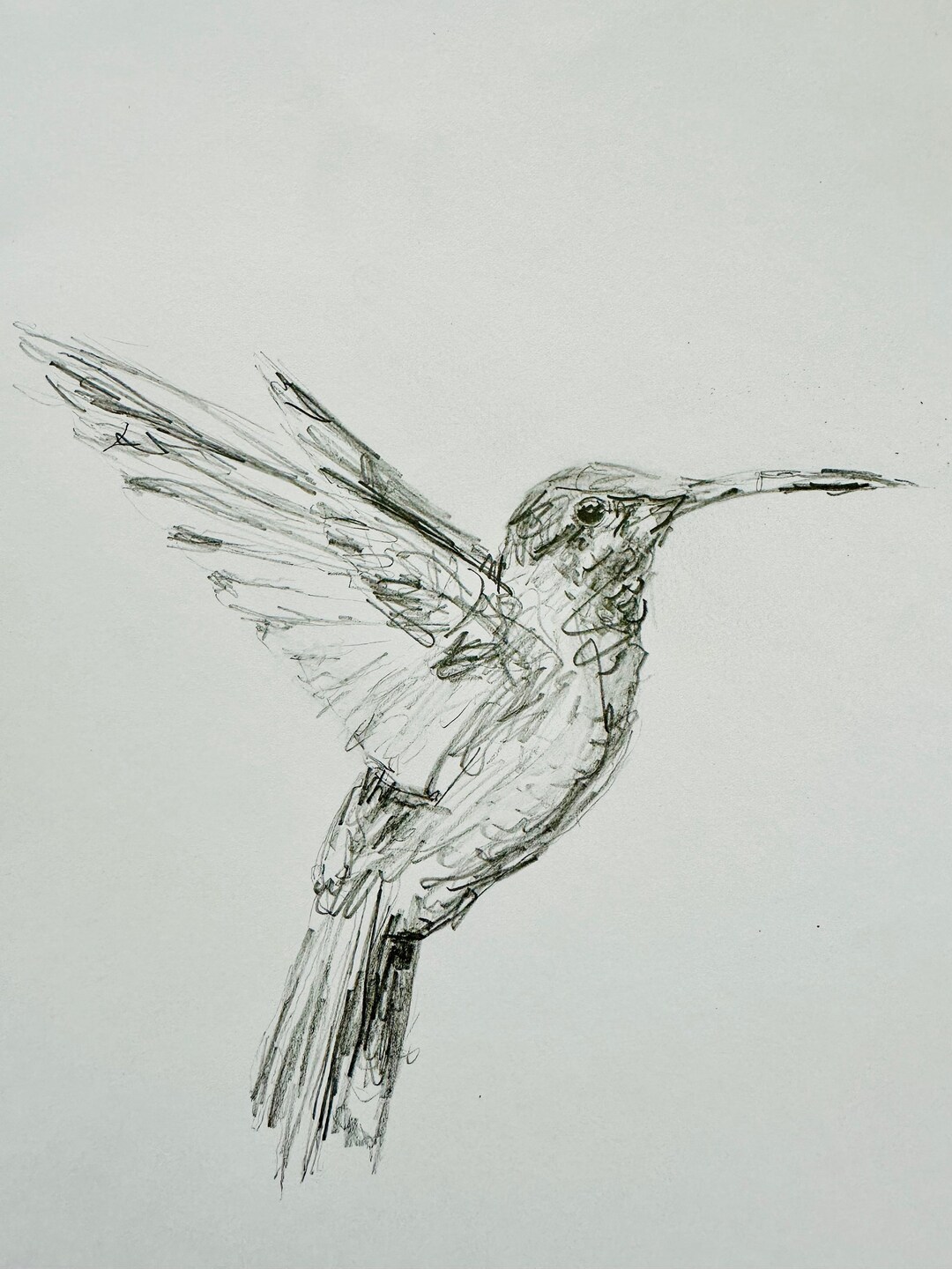 Original Hummingbird Pencil Drawing, Fine Art, Digital Download - Etsy