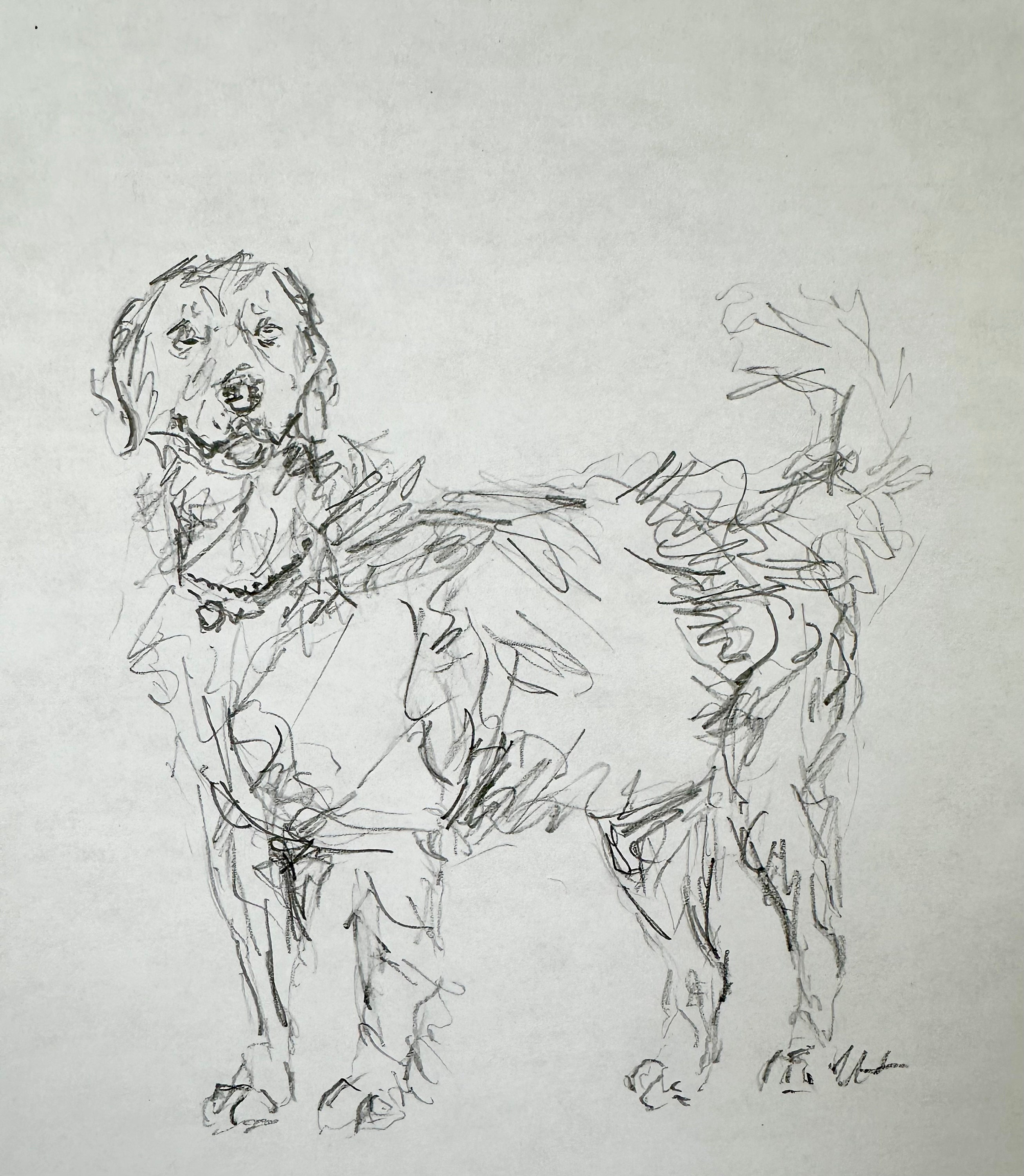 Original Pencil Drawing of Dog, Fine Art, Dog Print, Minimalist Wall ...