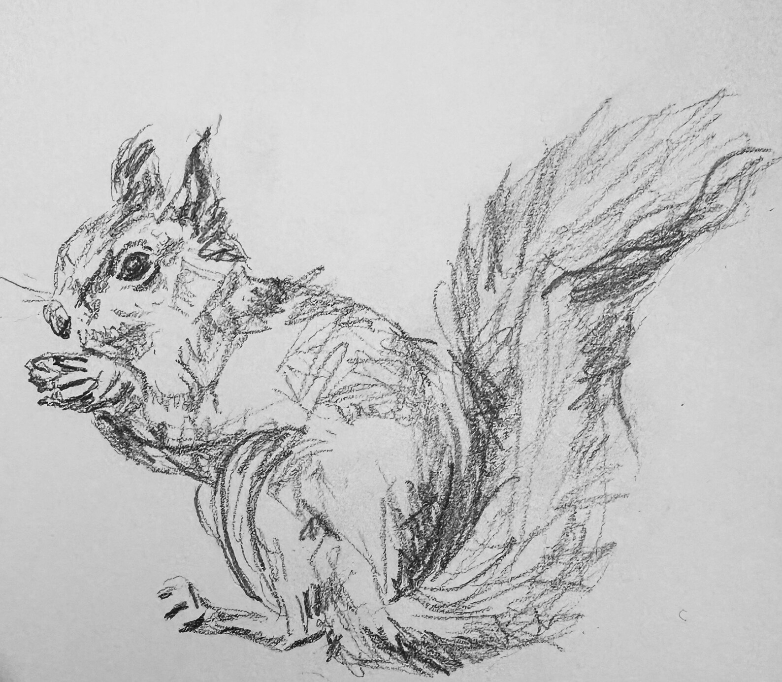 Original Pencil Drawing of Squirrel, Fine Art, Digital Download - Etsy