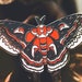 Cecropia Moth Enamel Pin - Etsy