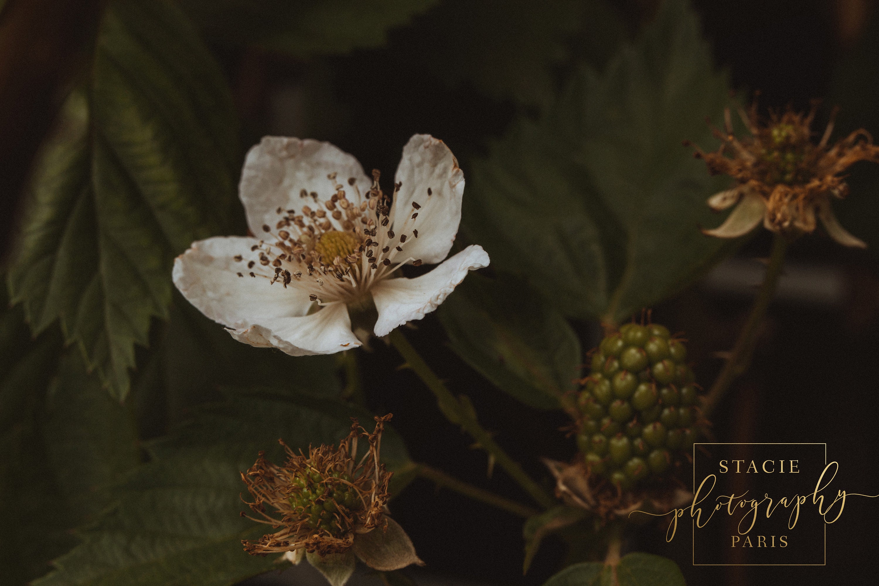 Flor de Mora Jardín Fotografía de naturaleza Bayas Blanco | Etsy