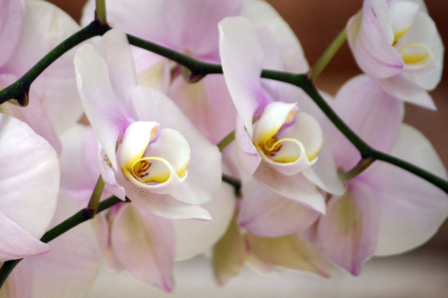 Delicate Orchids - Etsy