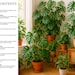 Monstera Plant Care Guide: Propagation, Watering & Styling (PDF ...