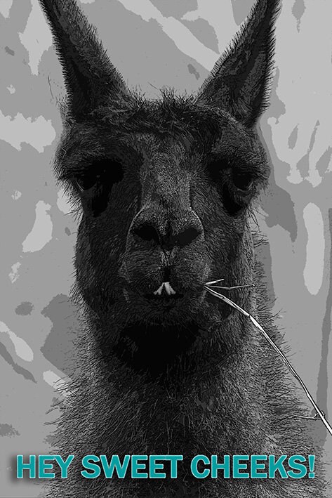 Funny Cheeky HEY SWEET CHEEKS Canvas Print Picture Wall Art - Etsy UK