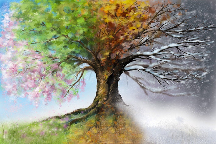 Tree of Four 4 Seasons Spring Summer Autumn Winter Nature Canvas Print ...