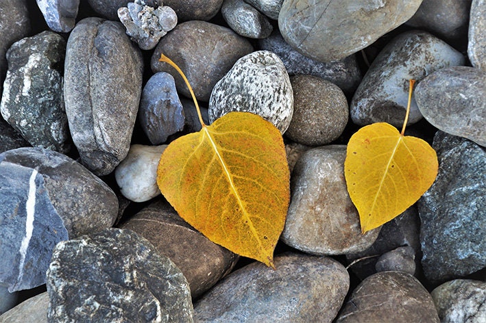 Nature Grey Yellow Mustard Autumn Choose Your Own Set of Canvas Prints ...