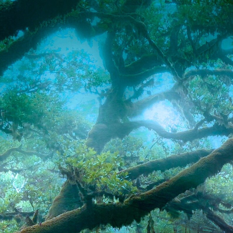 Eyes Face Trees Blue Green Abstract Fantasy Canvas Print Large | Etsy