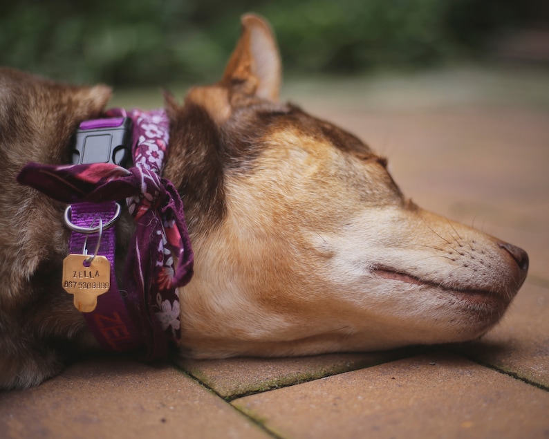 Recycled Key Dog Tag Personalized Pet ID Tag for Your Dog or | Etsy