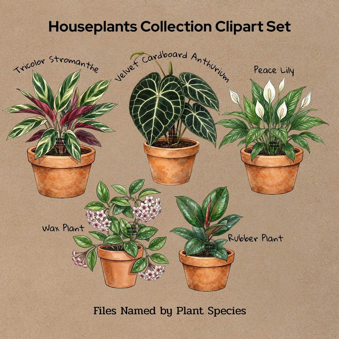 Houseplants Collection Clipart Set, 31 Botanical Plant PNG JPEG Potted ...