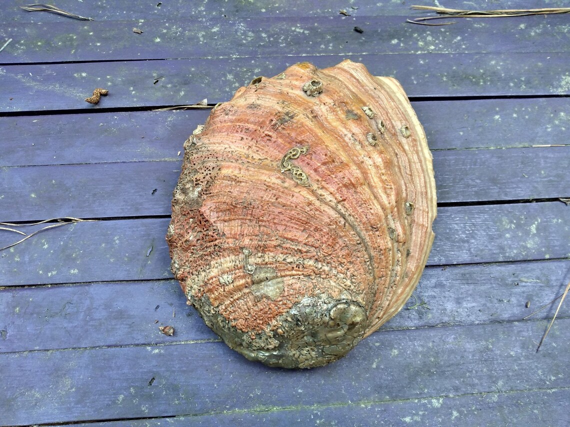 Large Red Abalone Shell | Etsy