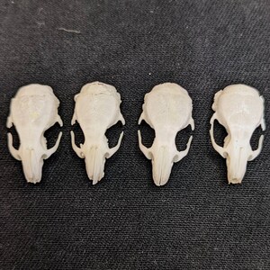 Mouse Skull Real Tiny Mouse Skulls Cleaned Whitened Reassembled ...