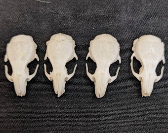 Real Small Mouse Skull - Etsy