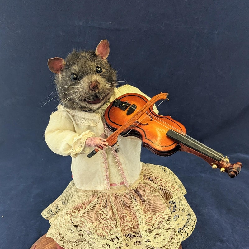 Taxidermy Rat - Etsy