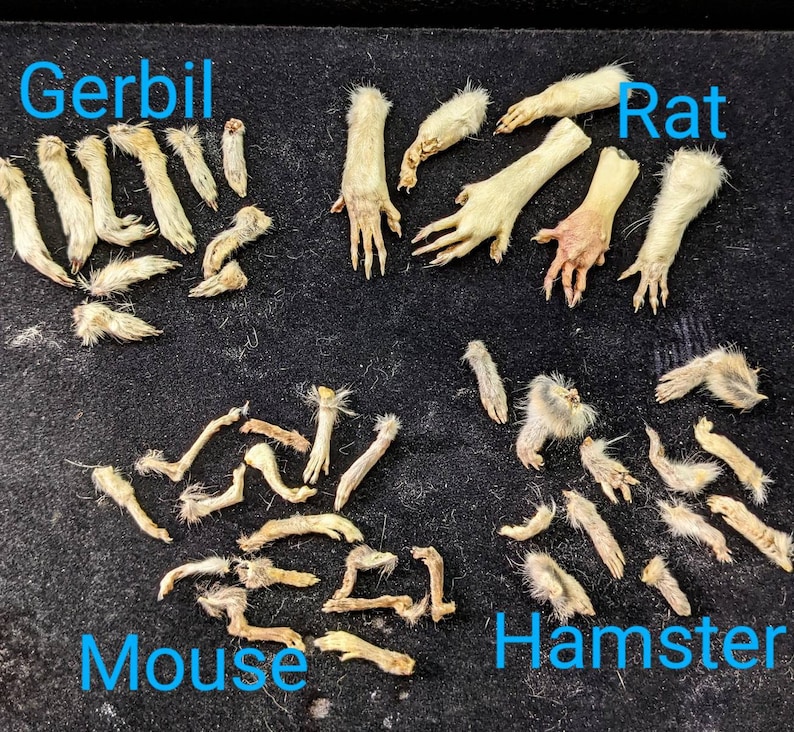 Mummified Rodent Paws Real Dried Feet From Mice Rats Hamsters Taxidermy ...