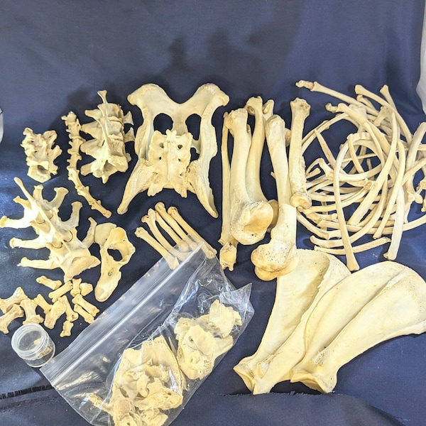 Animal Bones Real - Etsy