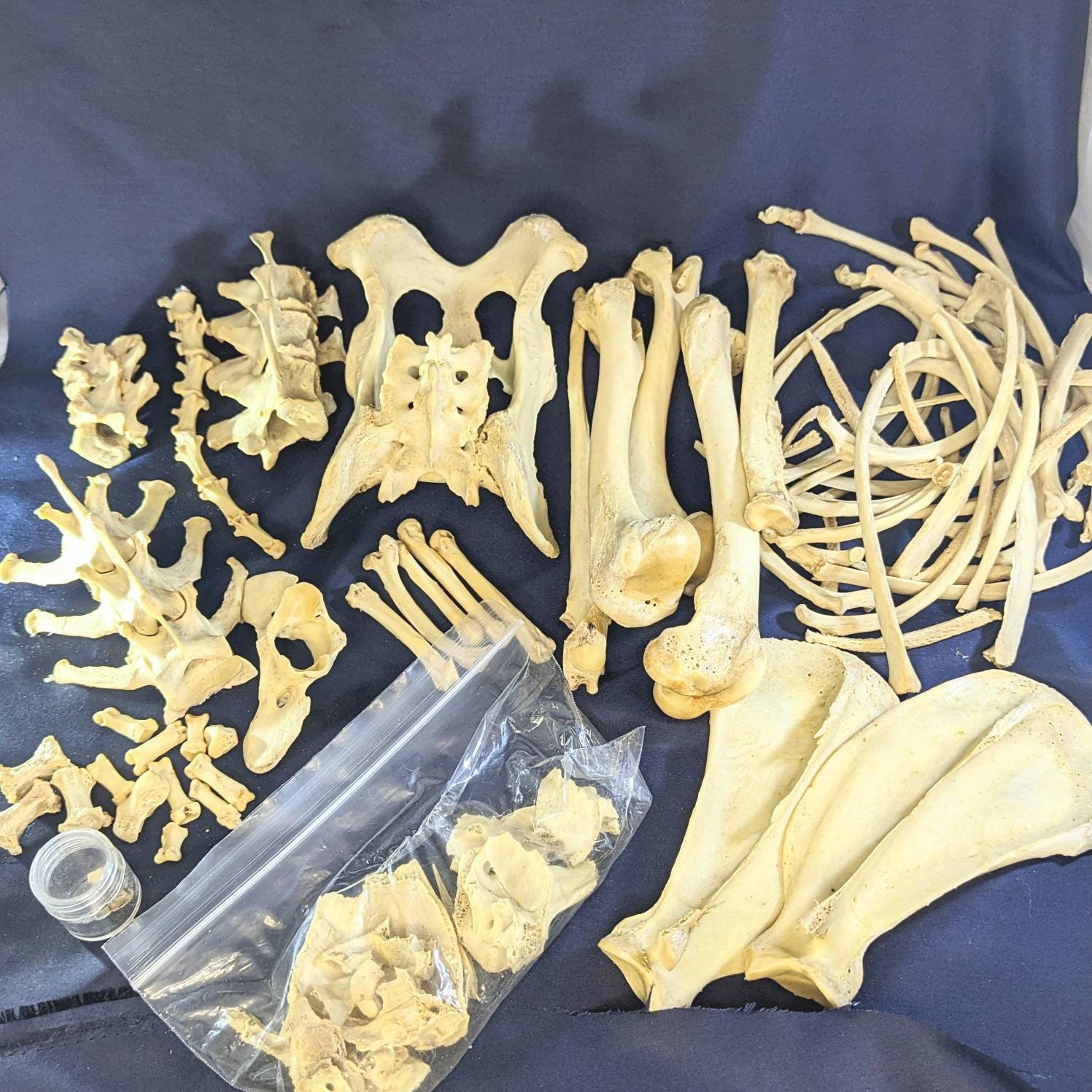 Real Bones Of The Body
