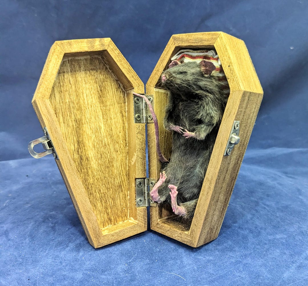 Taxidermy Mouse in Wooden Coffin Creepy Cute Oddities Art Resting ...