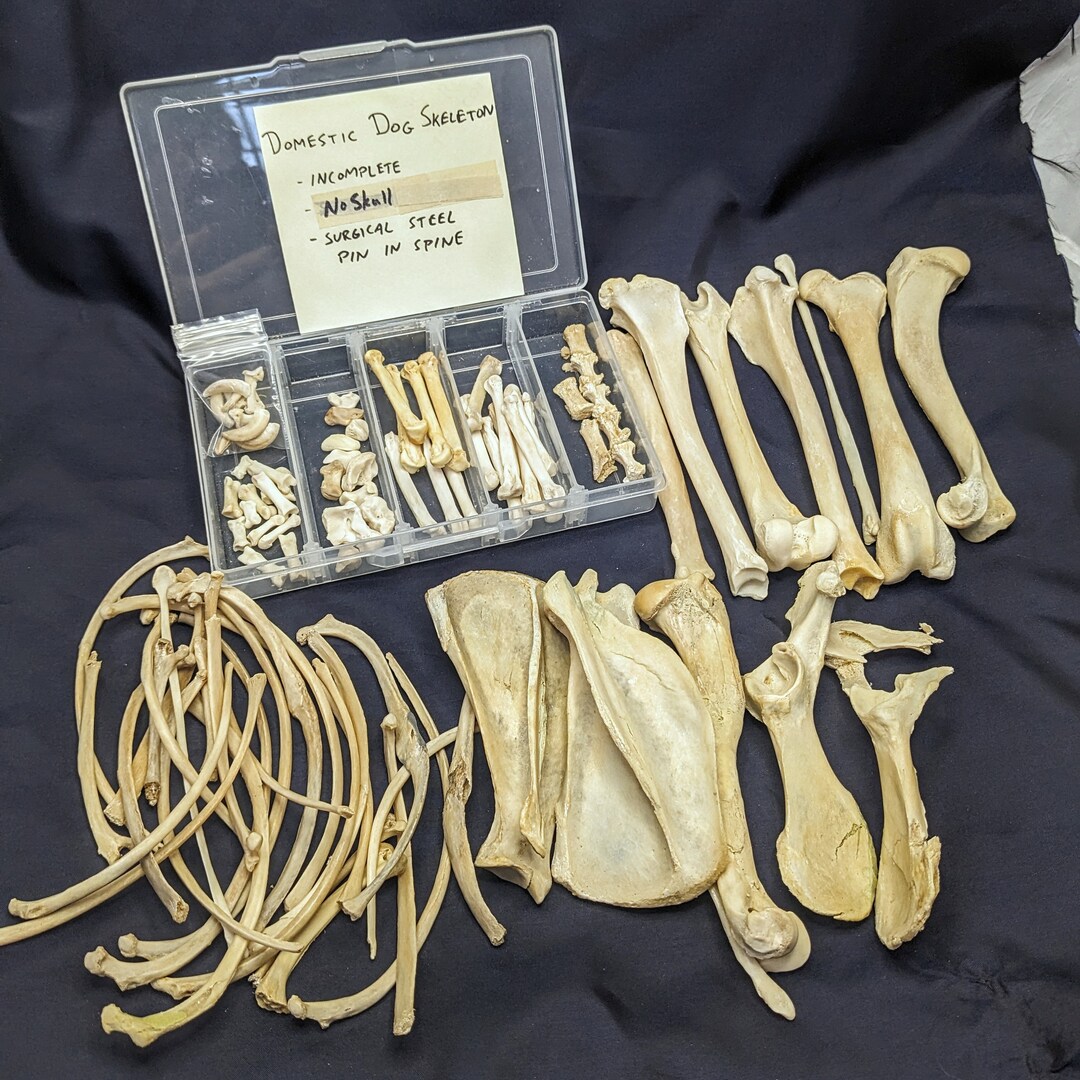 Domestic Dog Skeleton Geriatric Arthritic Bones Pathology - Etsy