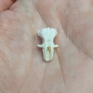 Tiny Skull - Taxidermy Bones Rodent Skulls Cleaned & Whitened Mouse ...