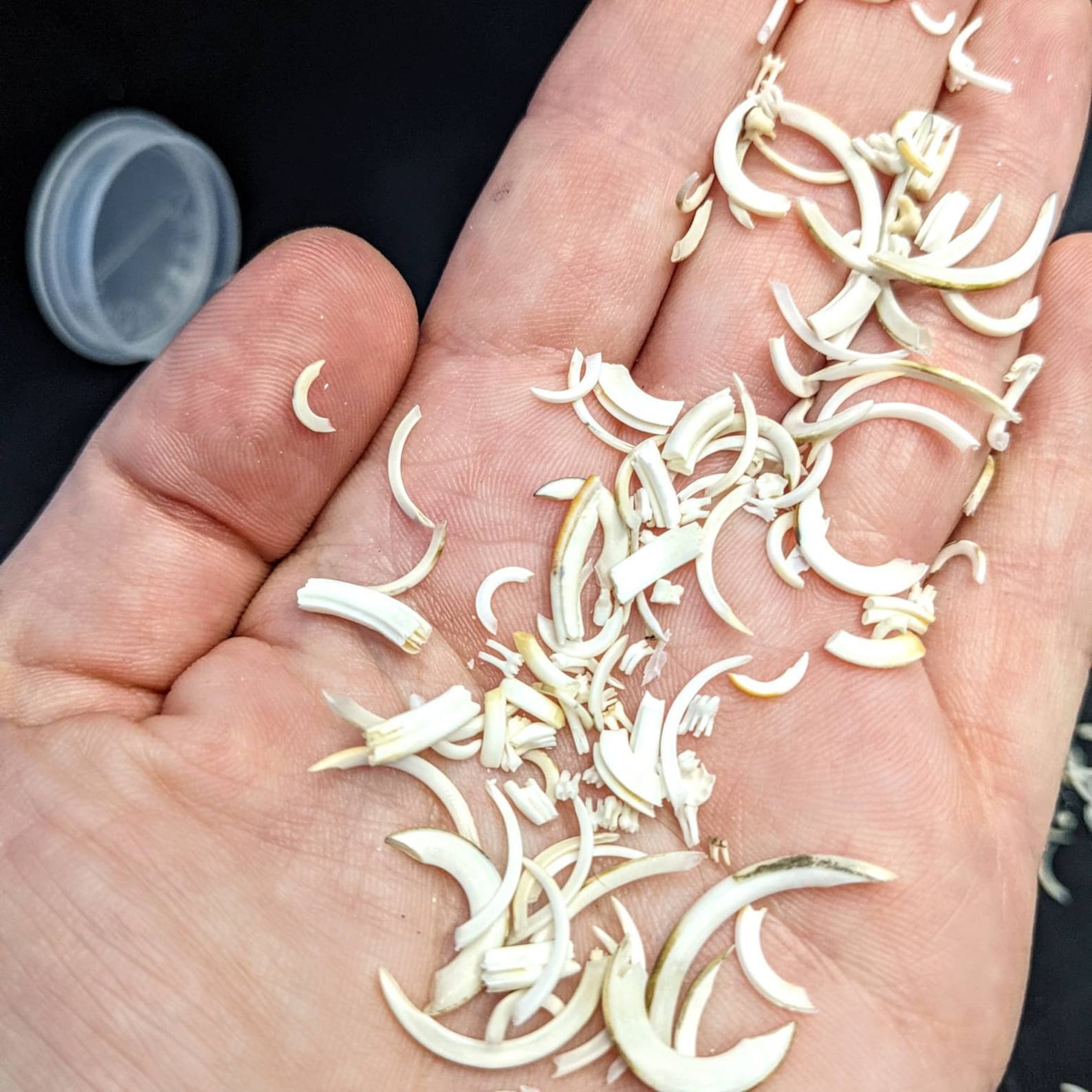 Rodent Teeth Real Small Animal Teeth All Kinds Small or Large - Etsy