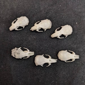 Mouse Skull Real Tiny Mouse Skulls Cleaned Whitened Reassembled ...