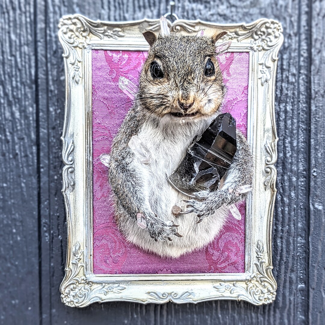 Taxidermy Squirrel Half Body Mount in Frame for Wall Squirrel Hoarding ...