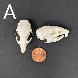 Rat Skull Real Small Rat Skulls Cleaned Whitened Reassembled Taxidermy ...