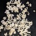 Rodent Vertebrae Real Small Animal Vertebrae Spine Bones Taxidermy ...