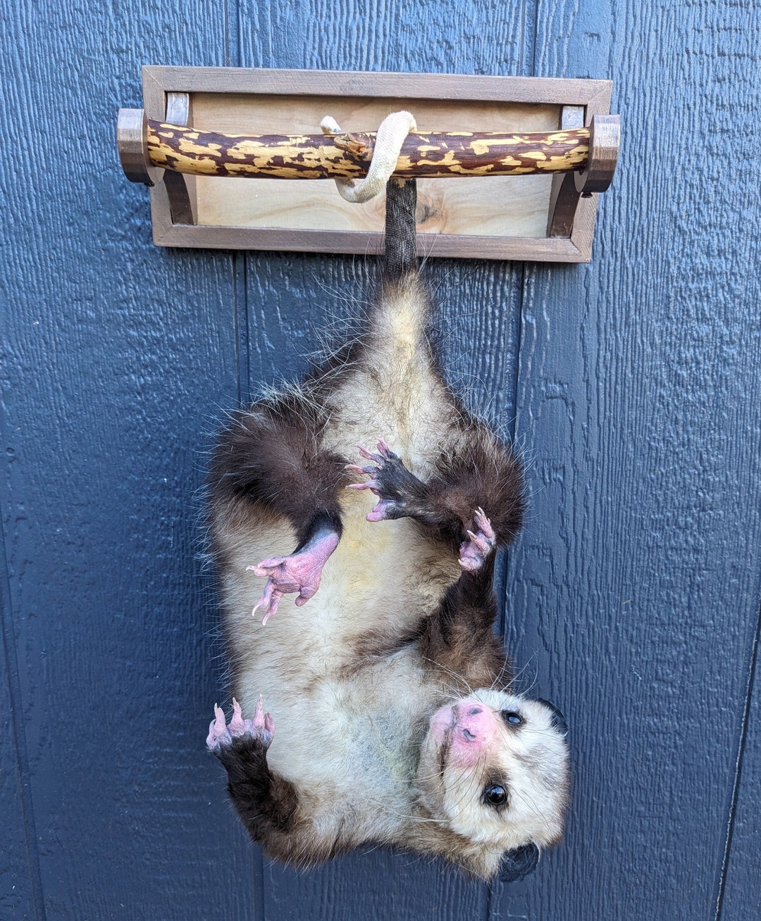 Opossum Taxidermy Real Juvenile Virginia Opossum Hanging From Tail Wall Mount Soft Mount ...
