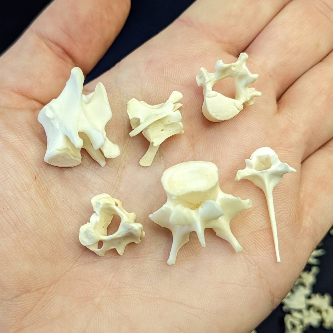 Animal Spine Bones