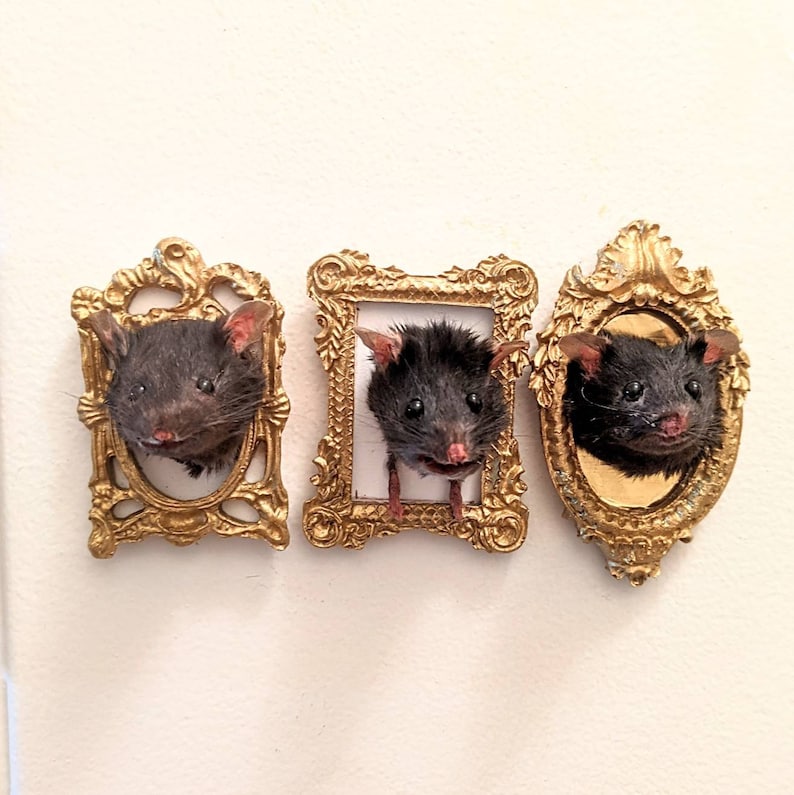Taxidermy Mouse Head Mount Trophy Tiny Mouse Magnetic Victorian Black ...