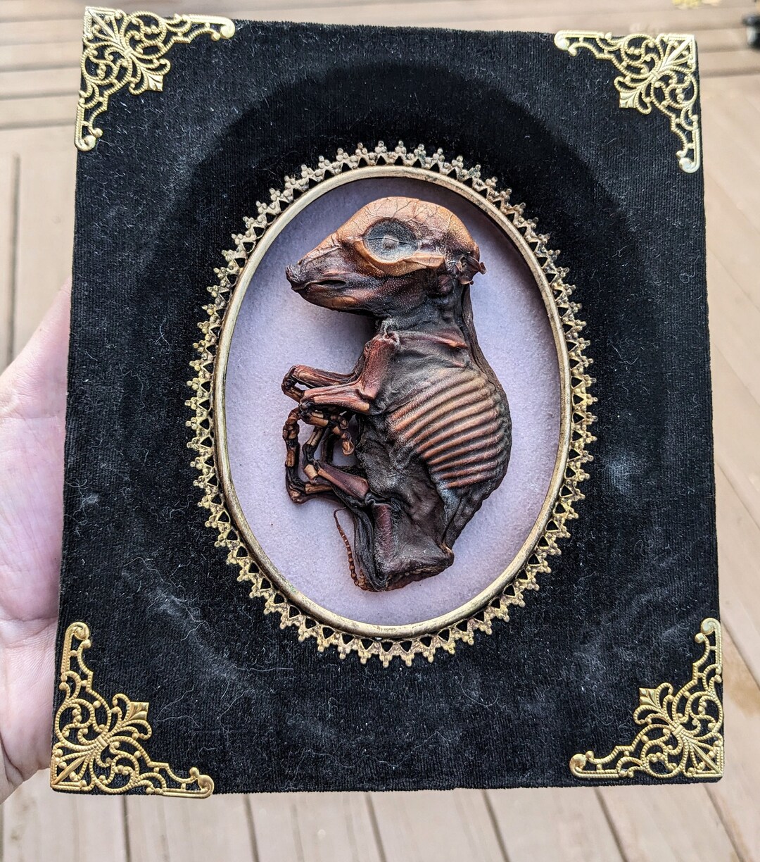 Mummified Piglet Taxidermy Art Bacon Seeds Dehydrated Preserved Pig ...