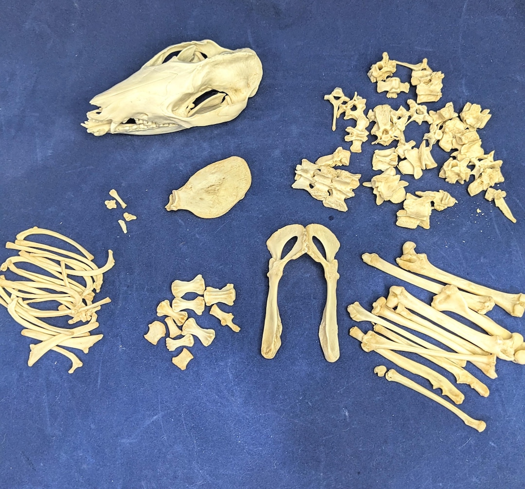 Opossum Skeleton Geriatric Bones Opossum Bones Skeleton Cleaned Animal ...