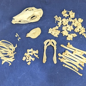 Opossum Skeleton Geriatric Bones Opossum Bones Skeleton Cleaned Animal ...