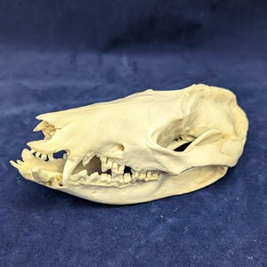 Opossum Skeleton Geriatric Bones Opossum Bones Skeleton Cleaned Animal ...