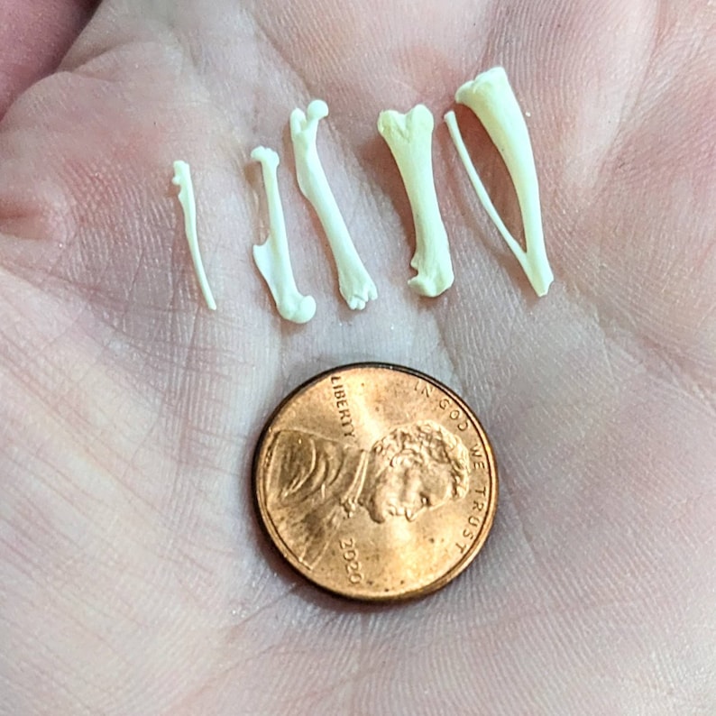 Animal Bones Leg Arm Hip Bones Rat Mouse Hamster Gerbil Real - Etsy