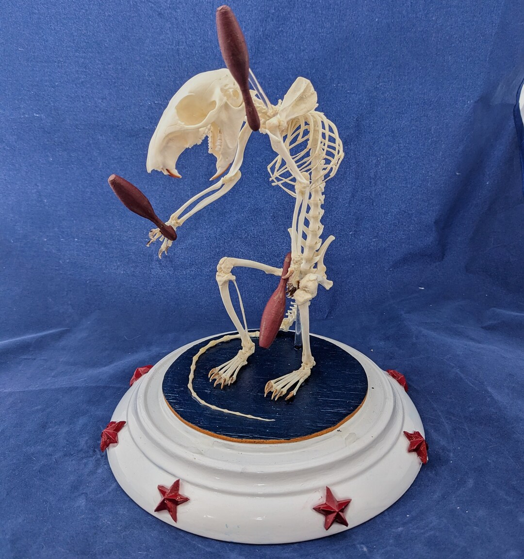 Articulated Squirrel Skeleton Juggling Circus Sideshow Performer in ...