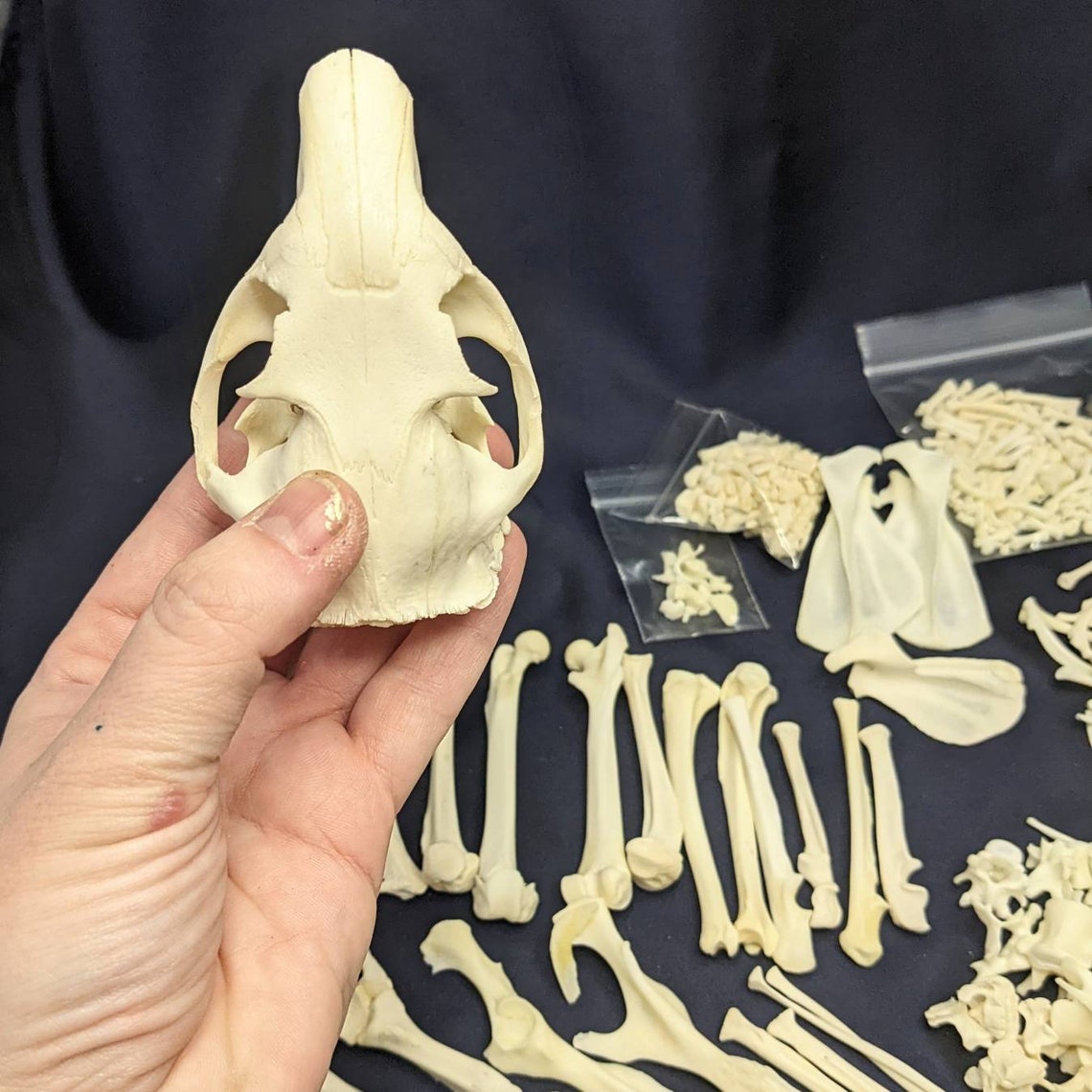 Groundhog Woodchuck Bones Full Skeletons Juvenile Adult Sold - Etsy