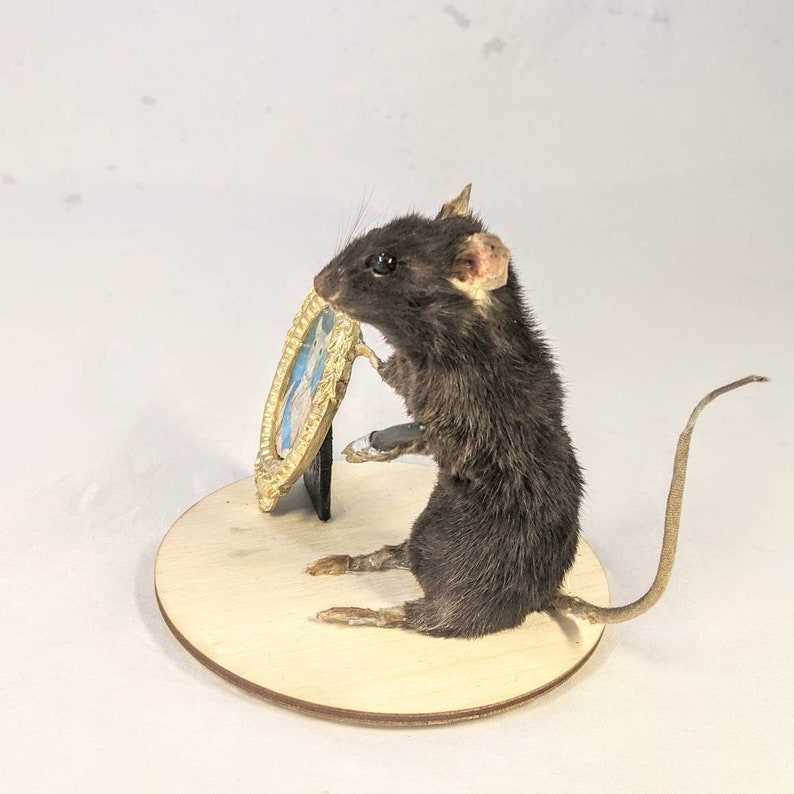 Taxidermy Mouse is a Beautiful Painter Mouse Taxidermy - Etsy
