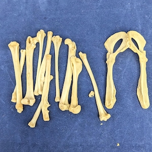 Opossum Skeleton Geriatric Bones Opossum Bones Skeleton Cleaned Animal ...