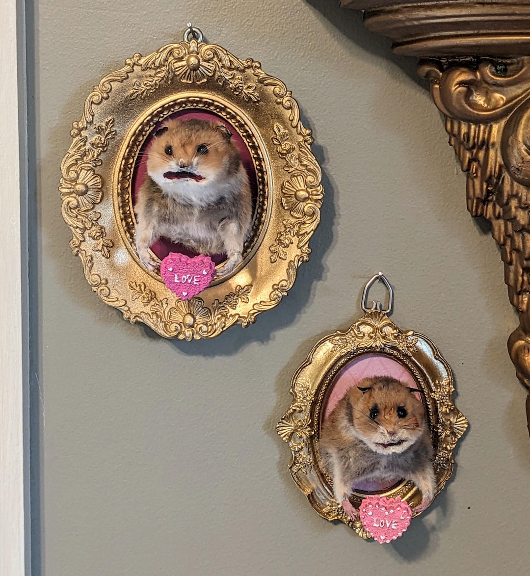 Taxidermy Hamster in Gold Frame Holding Love Candy Heart Oddities Derpy ...