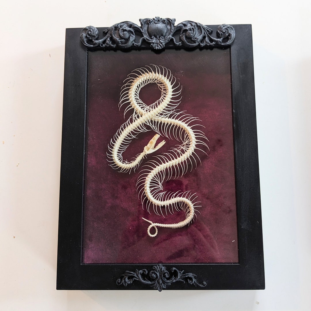 Articulated Snake Skeleton in Shadowbox on Magenta Velvet Snake ...