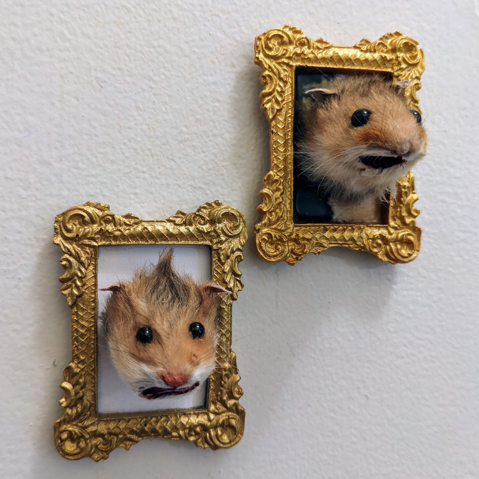 Taxidermy Mouse Head Mount Trophy Tiny Mouse / Hamster / - Etsy