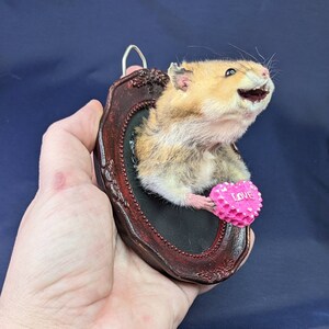 Rodent Taxidermy Small Wall Mounted Taxidermy Piece 3-D Oddities Art ...