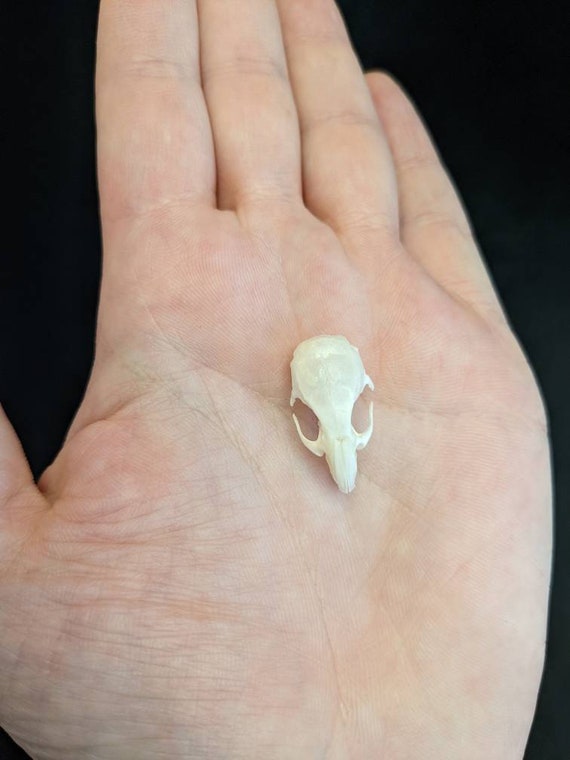 Rodent Skull