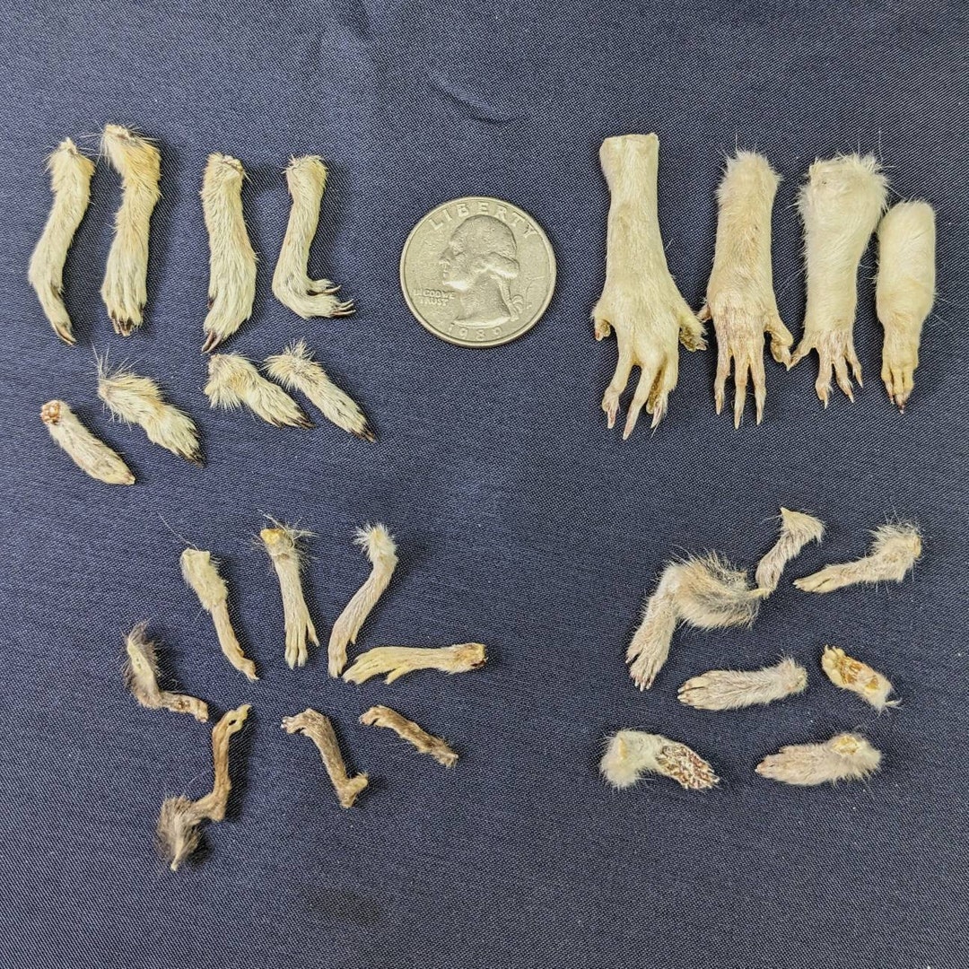 Mummified Rodent Paws Real Dried Feet From Mice Rats Hamsters Taxidermy ...